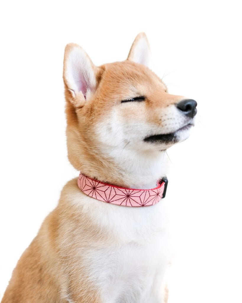 KIMETSU | Japanese Anime Dog Collar UK Handmade - ohashii